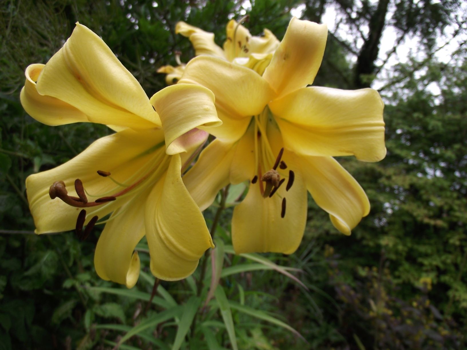 Lilies Part 1 – Updated – A Plantsman's World
