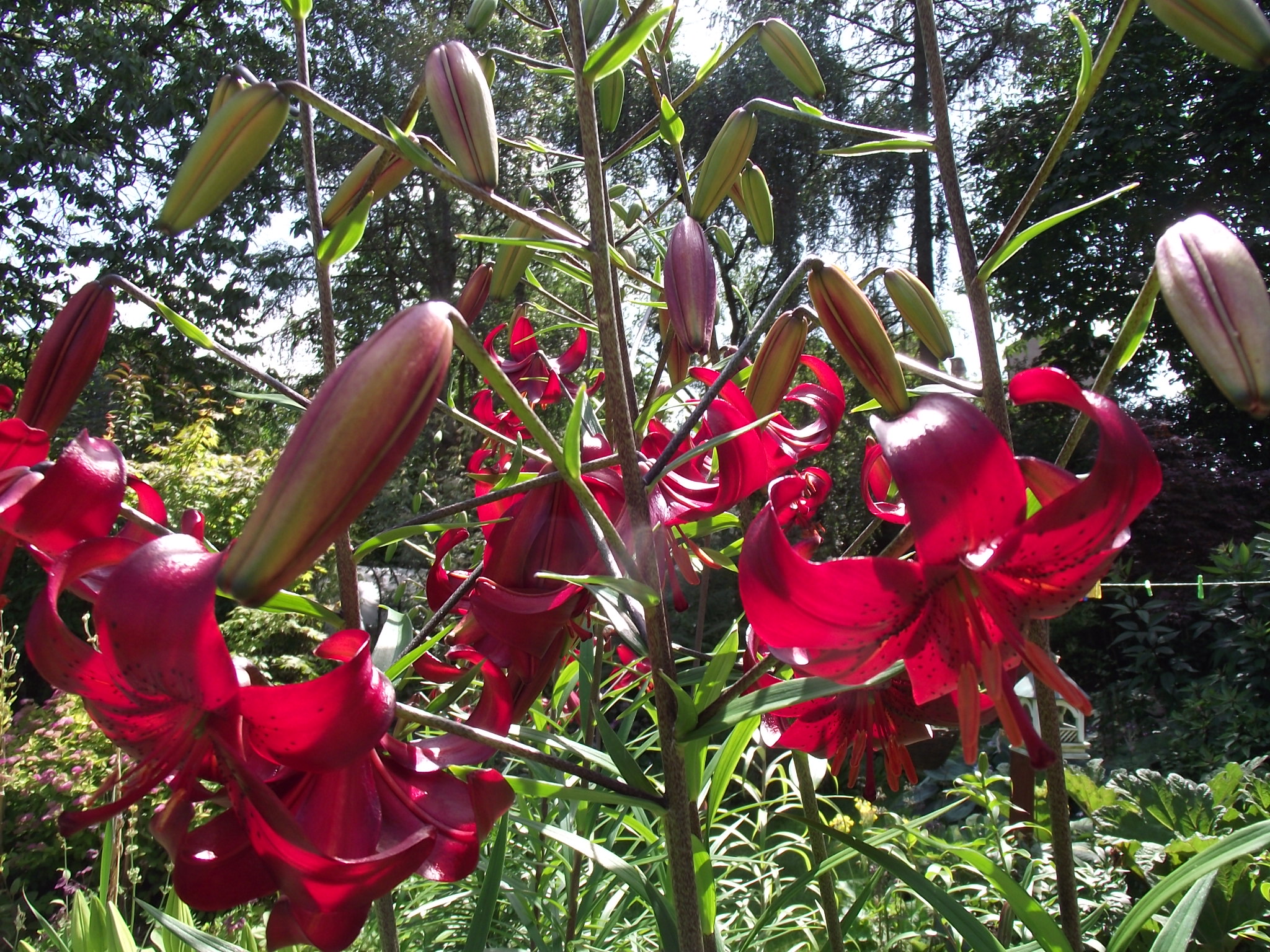 Lilies Part 3-Updated – A Plantsman's World