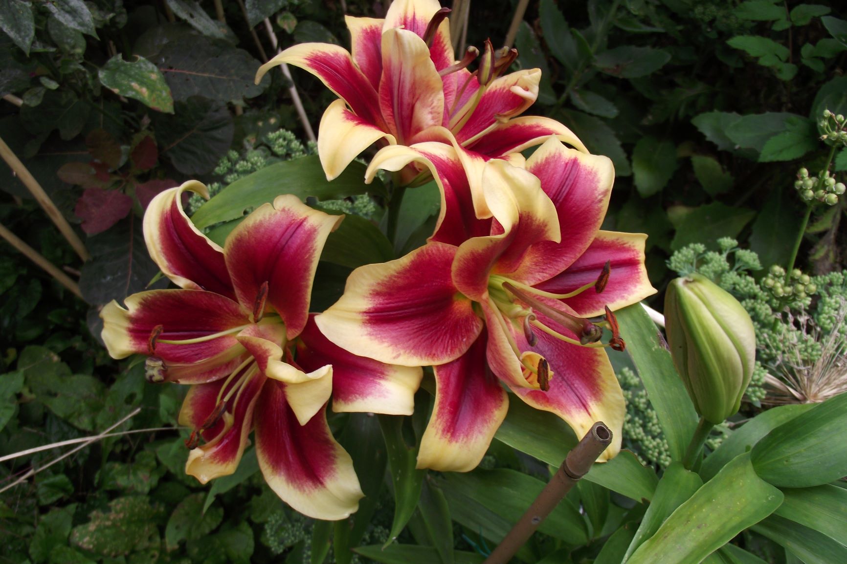 Lilies Part2 -Updated – A Plantsman's World