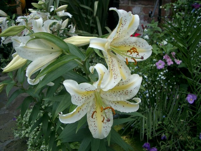 Lilies Part2 -Updated – A Plantsman's World