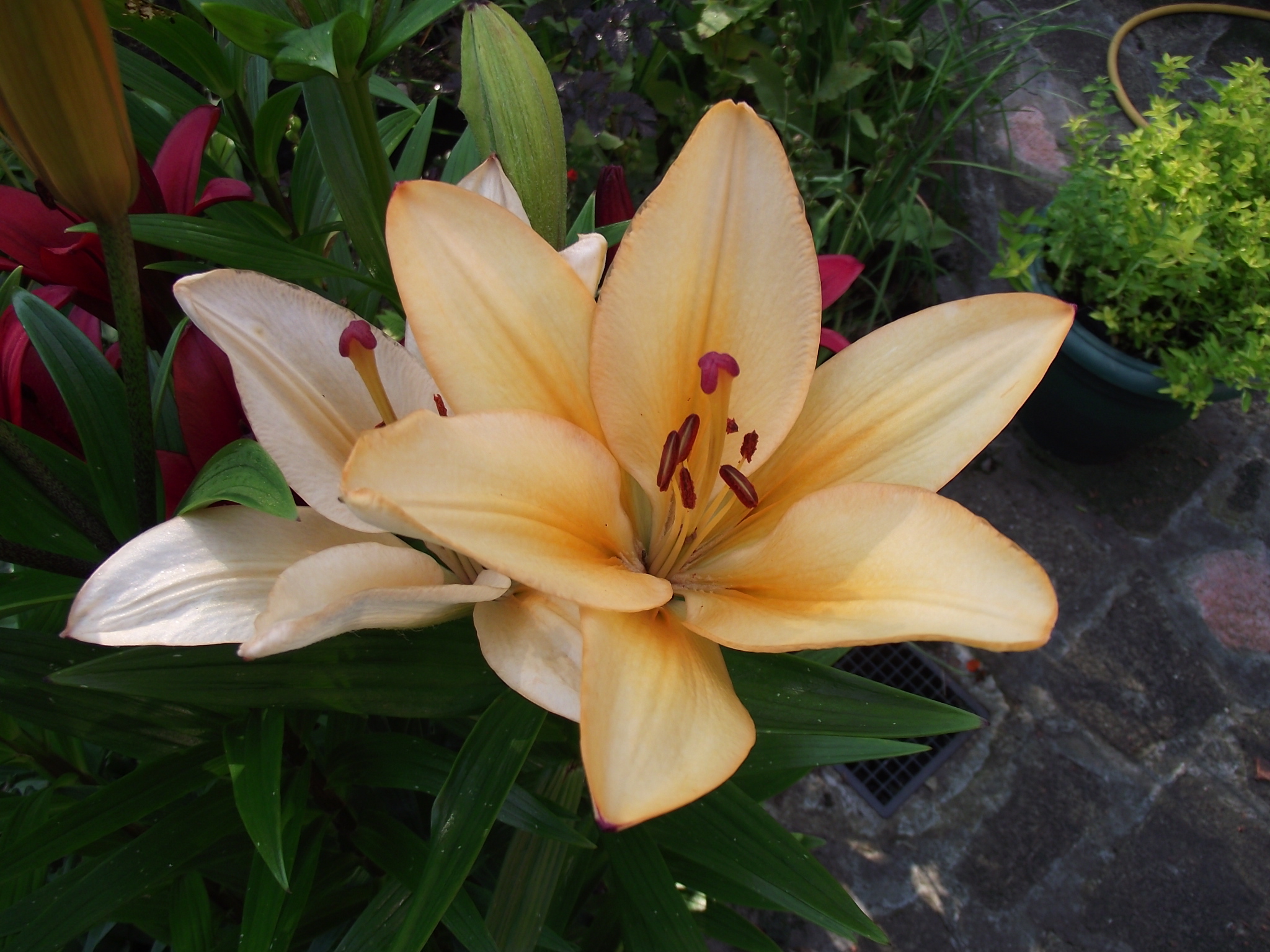 Lilies Part 3-Updated – A Plantsman's World