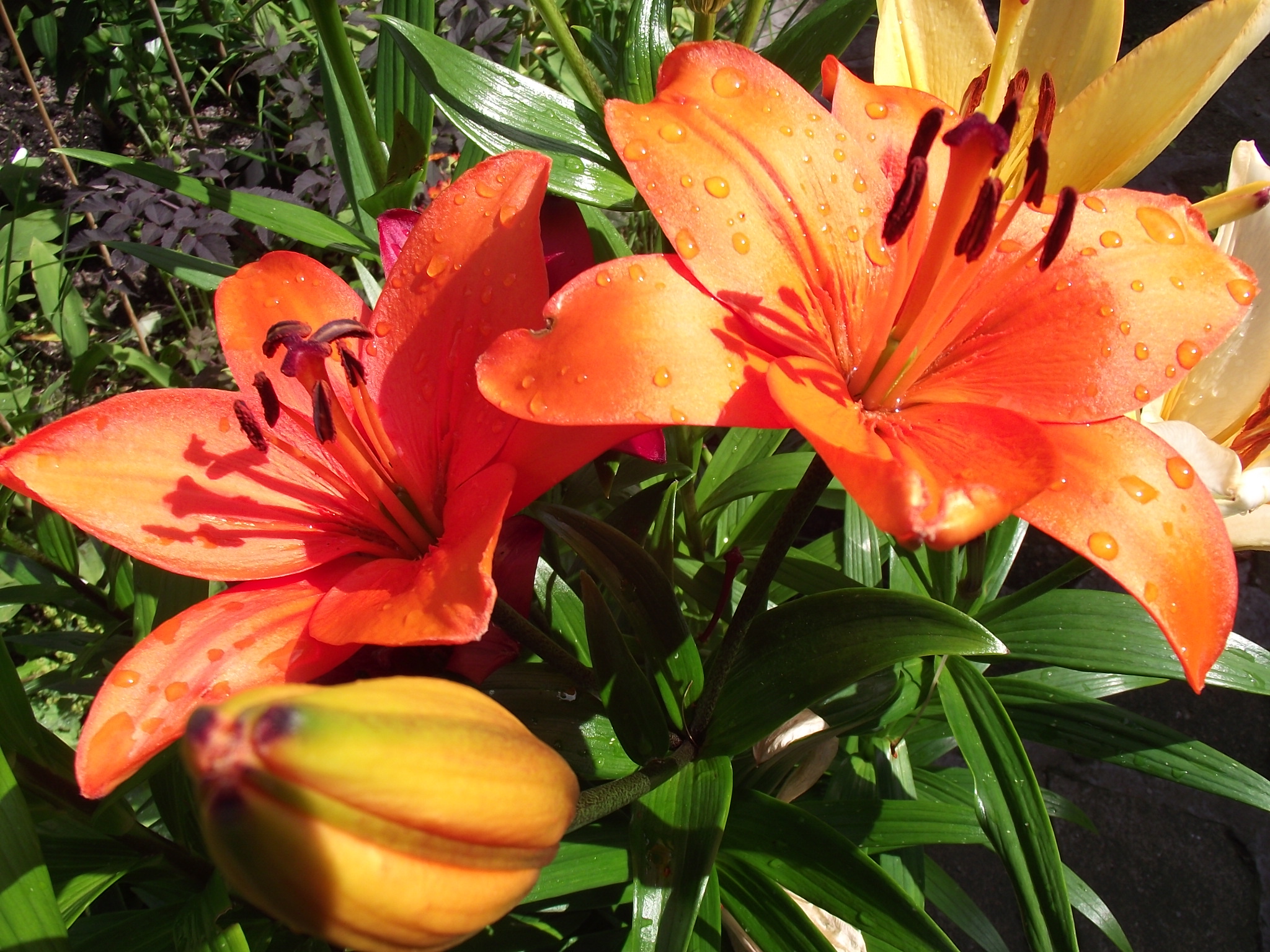 Lilies Part 3-Updated – A Plantsman's World