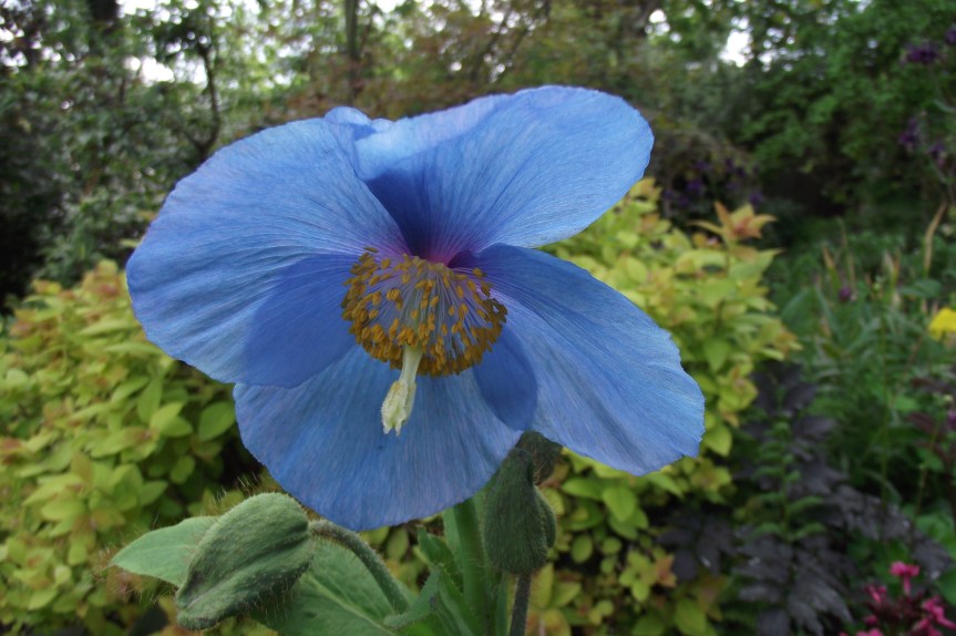 Meconopsis – A Plantsman's World