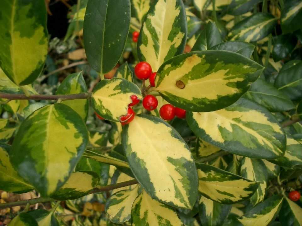 Trees,climbers,shrubs and other random plants. (Part 5) – A Plantsman's ...