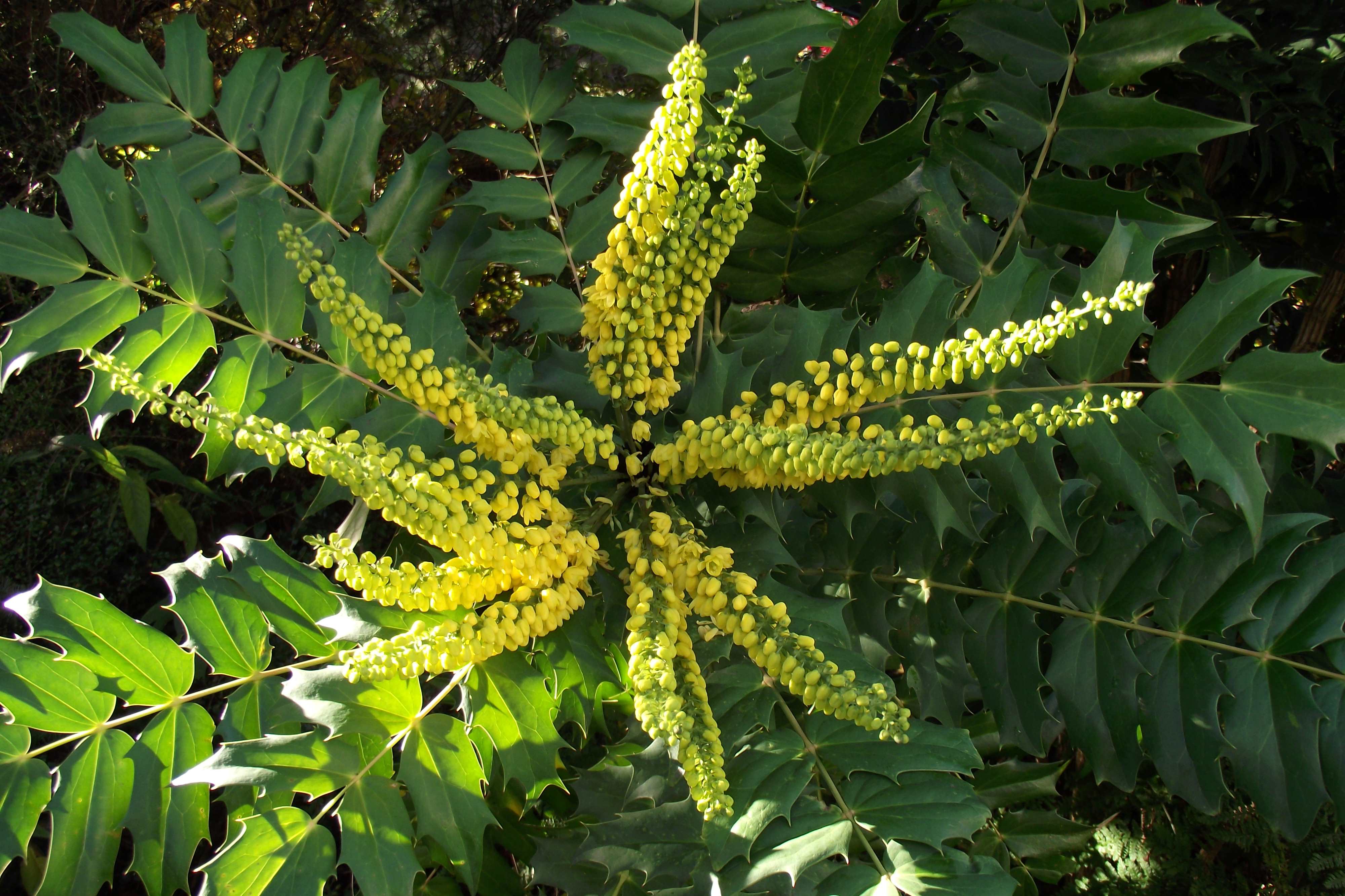 Trees,climbers,shrubs and other random plants. (Part 7) – A Plantsman's ...