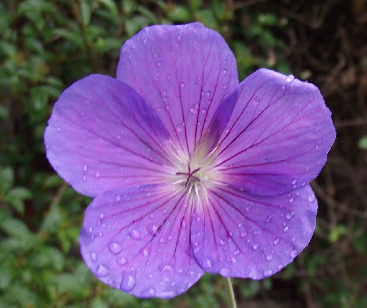 Six on Saturday 31/05/2025 – A Plantsman's World