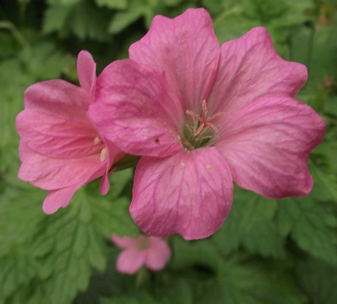 Six on Saturday 28/6/2025 – A Plantsman's World