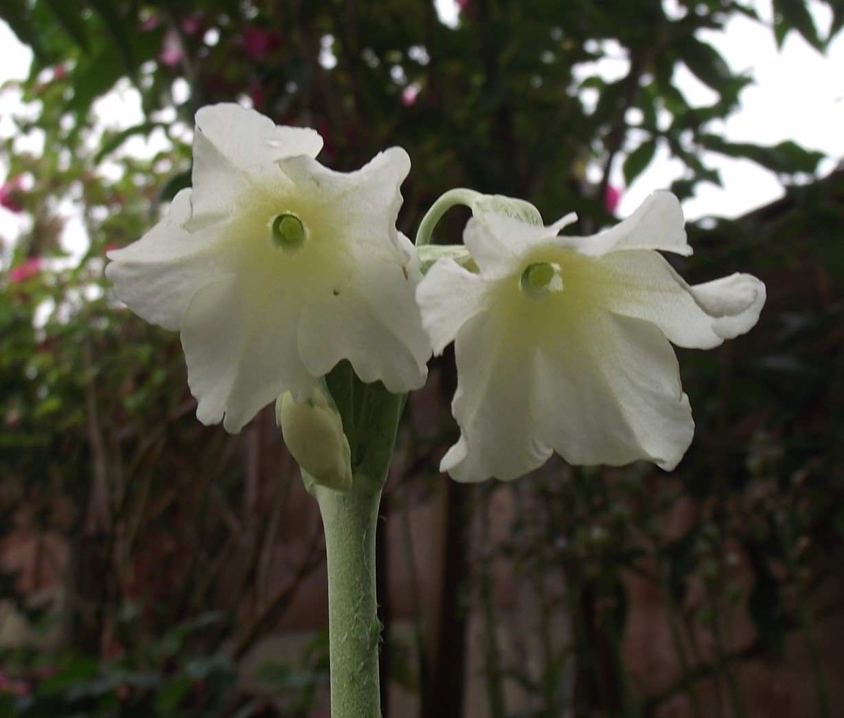 Six on Saturday 14/6/2025 – A Plantsman's World