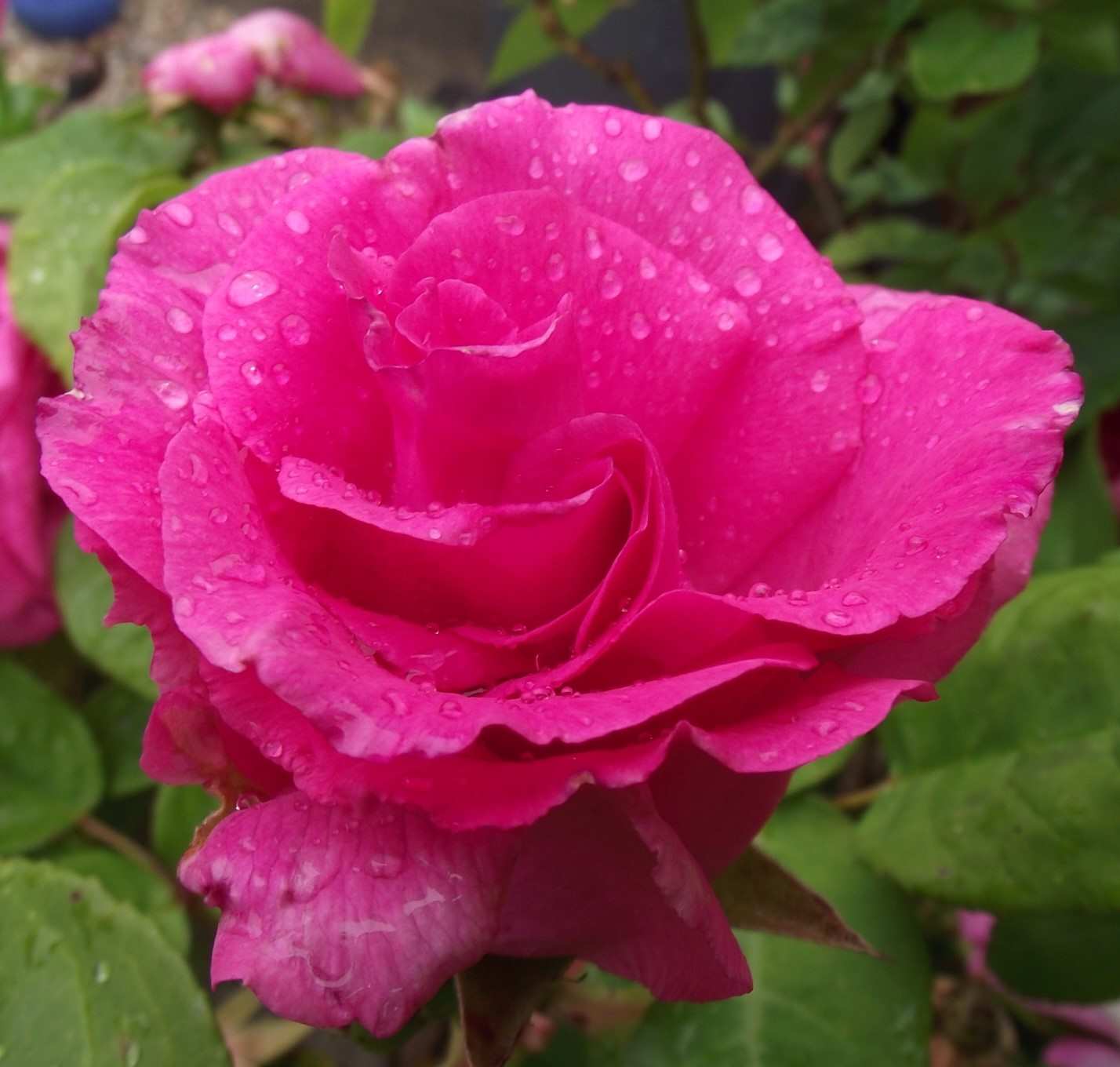 Six on Saturday 14/6/2025 – A Plantsman's World