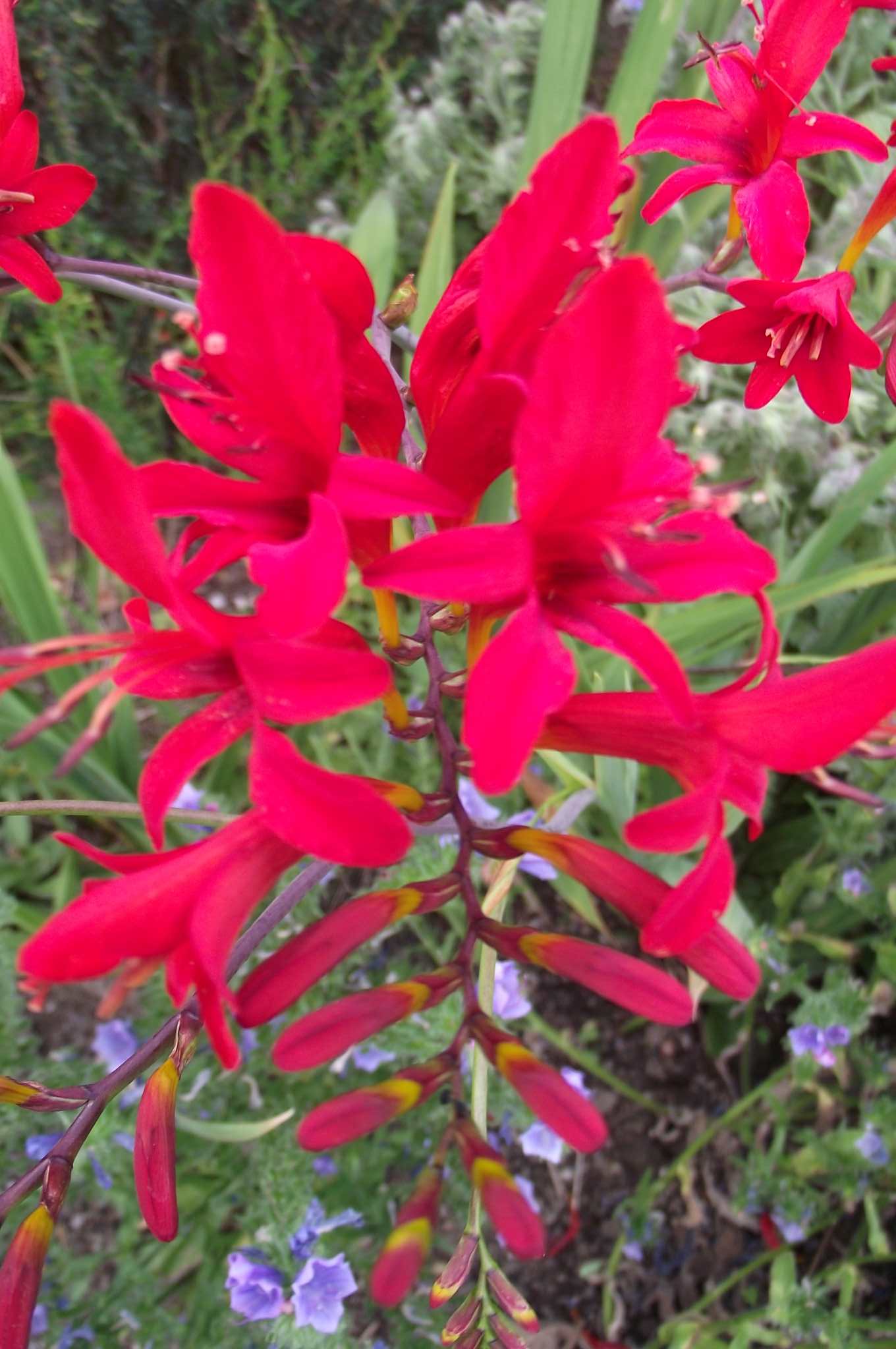 Six on Saturday 19/7/2025 – A Plantsman's World